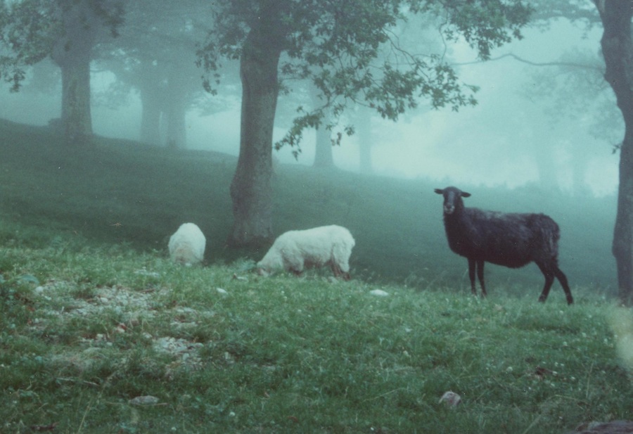 the art of non-conformity blog - Black Sheep Basics